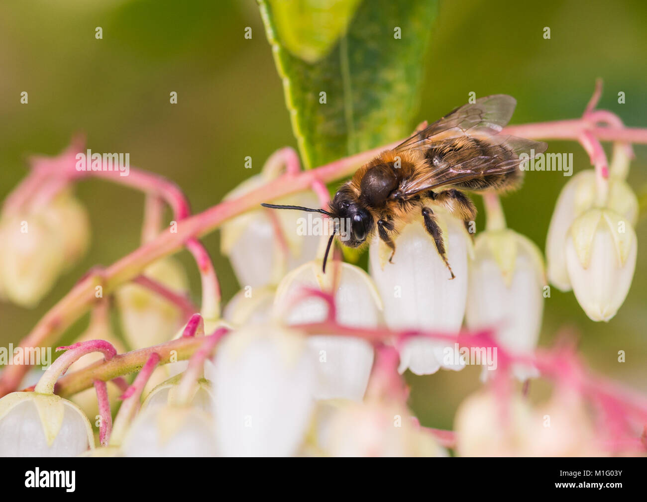 A macro shot of a small bee standing on the flowers of a forest flame ...
