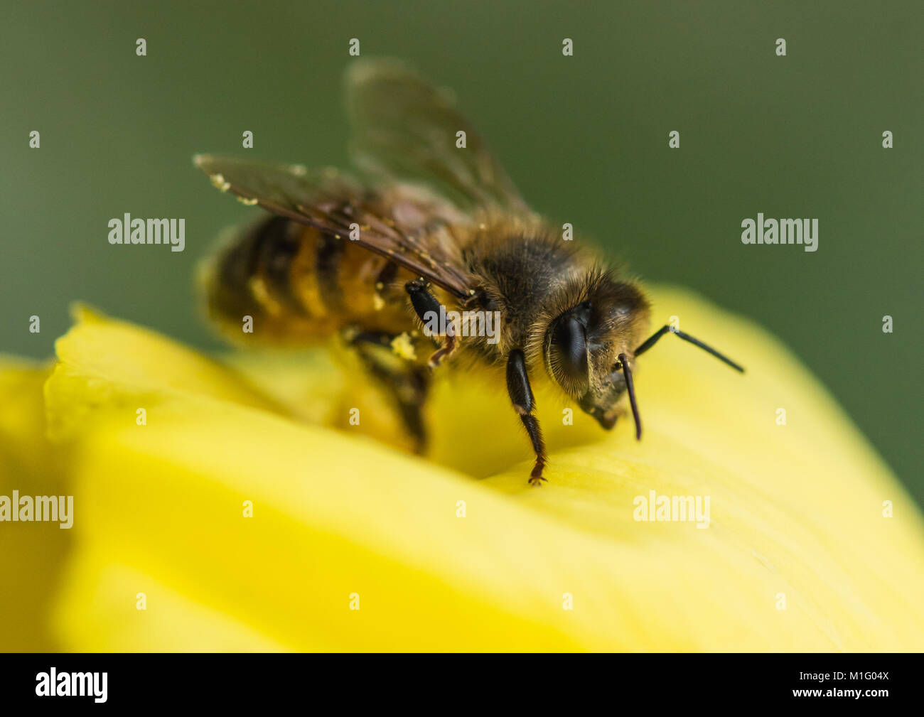 Evening primrose bee hi-res stock photography and images - Alamy