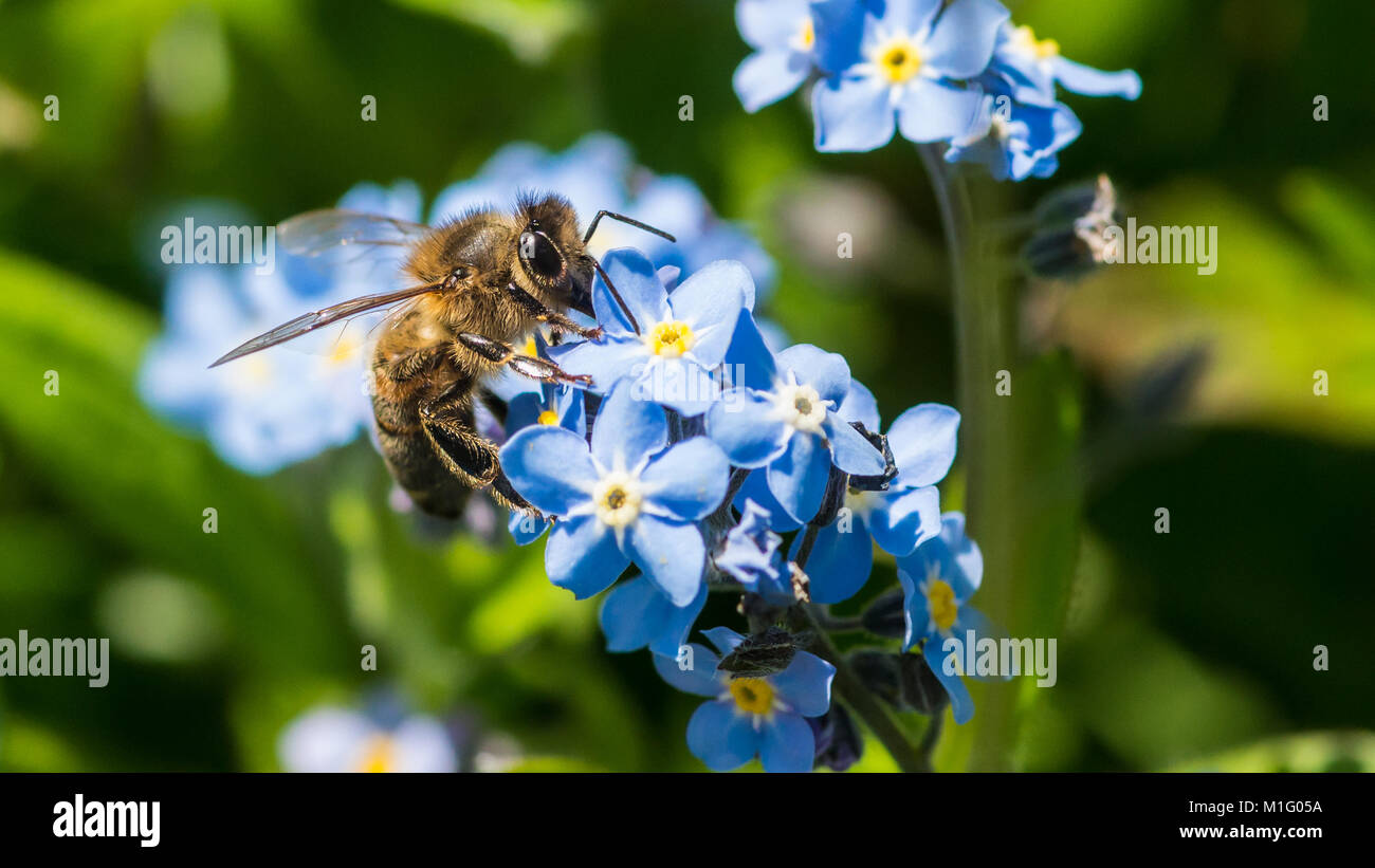 A macro shot of a bee collecting pollen from a forget me not bloom ...