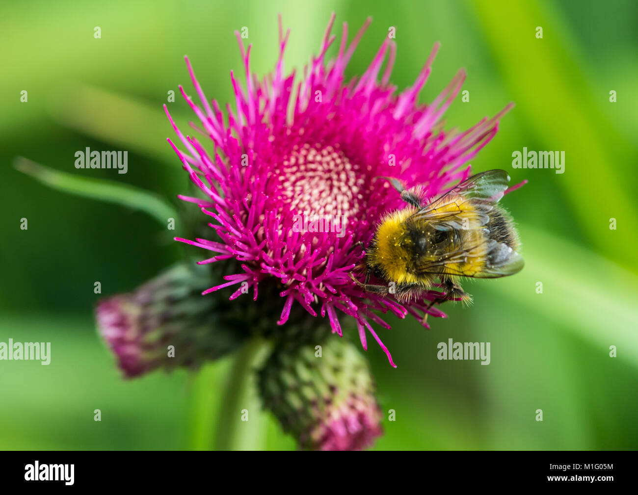 A macro shot of a small bumblebee collecting pollen from a cirsium ...