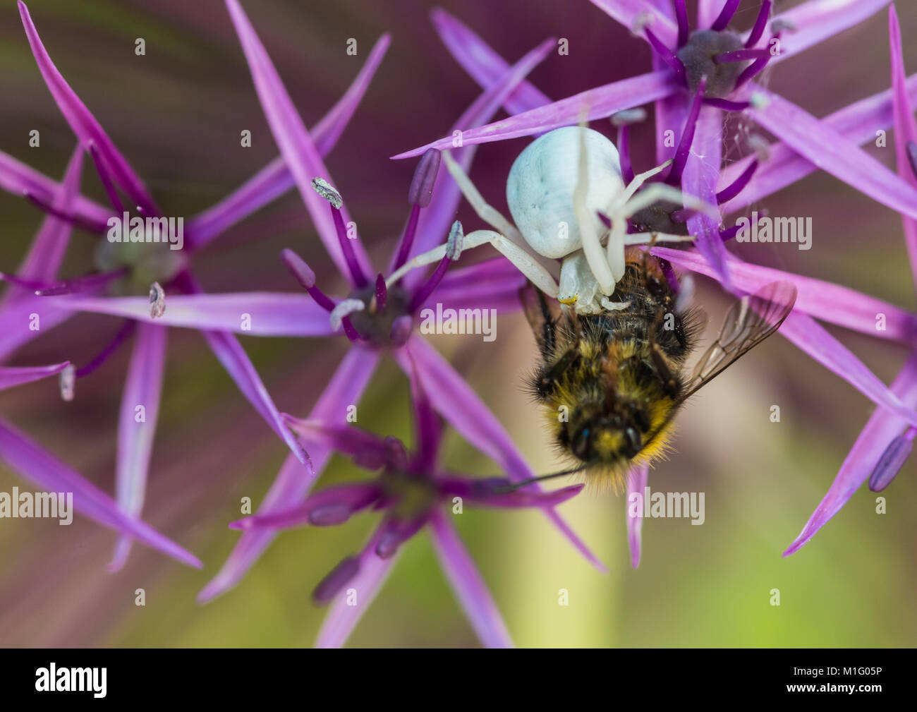 A macro shot of a crab spider feeding on a bumblebee Stock Photo - Alamy