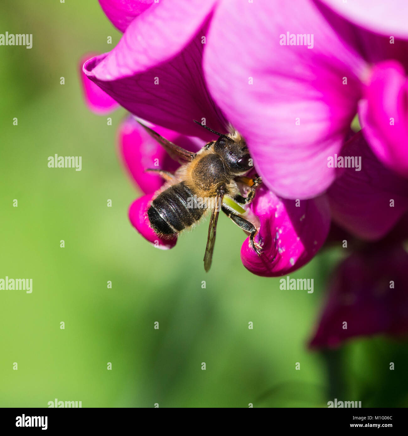 Pea flower bee hi-res stock photography and images - Alamy