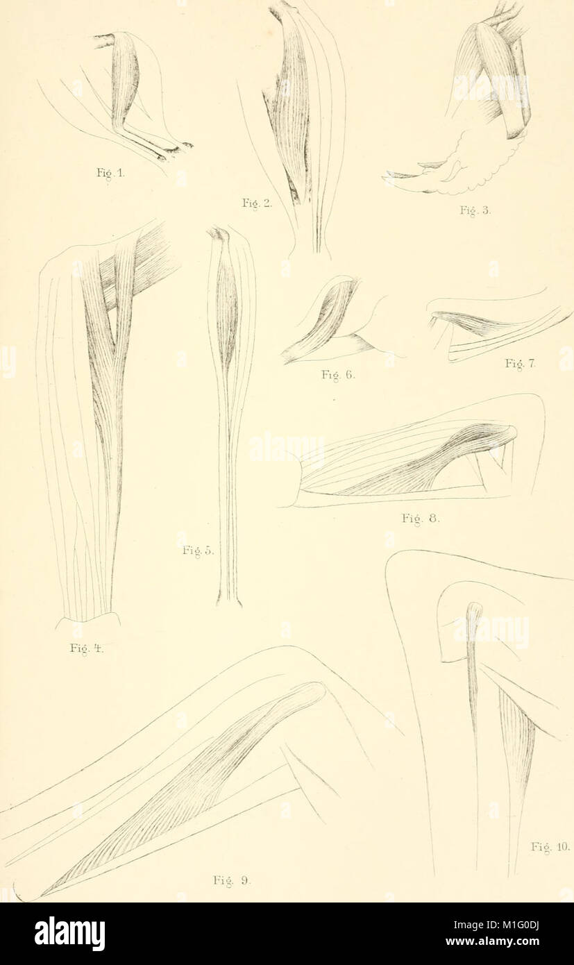 'Anatomische Hefte' (1901) is a journal dedicated to anatomical ...