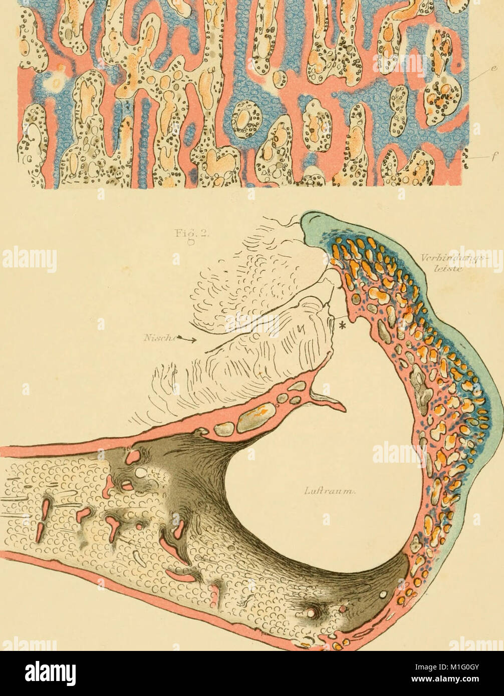 'Anatomische Hefte' from 1905 is a scientific journal that focuses on ...