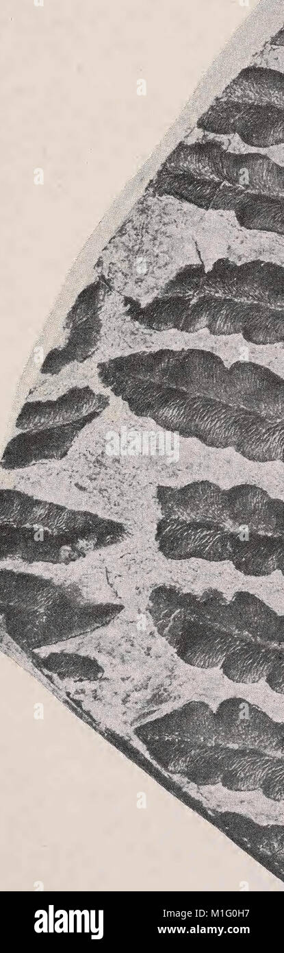 This 1903 work illustrates and describes fossil plant remains from the ...