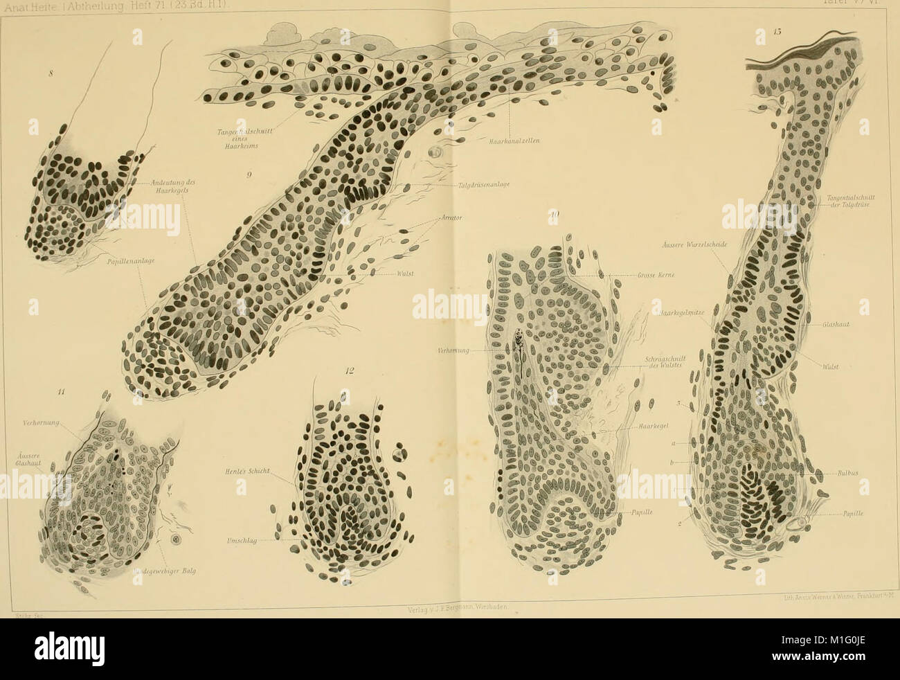 'Anatomische Hefte' (1904) is a scientific journal focusing on human ...