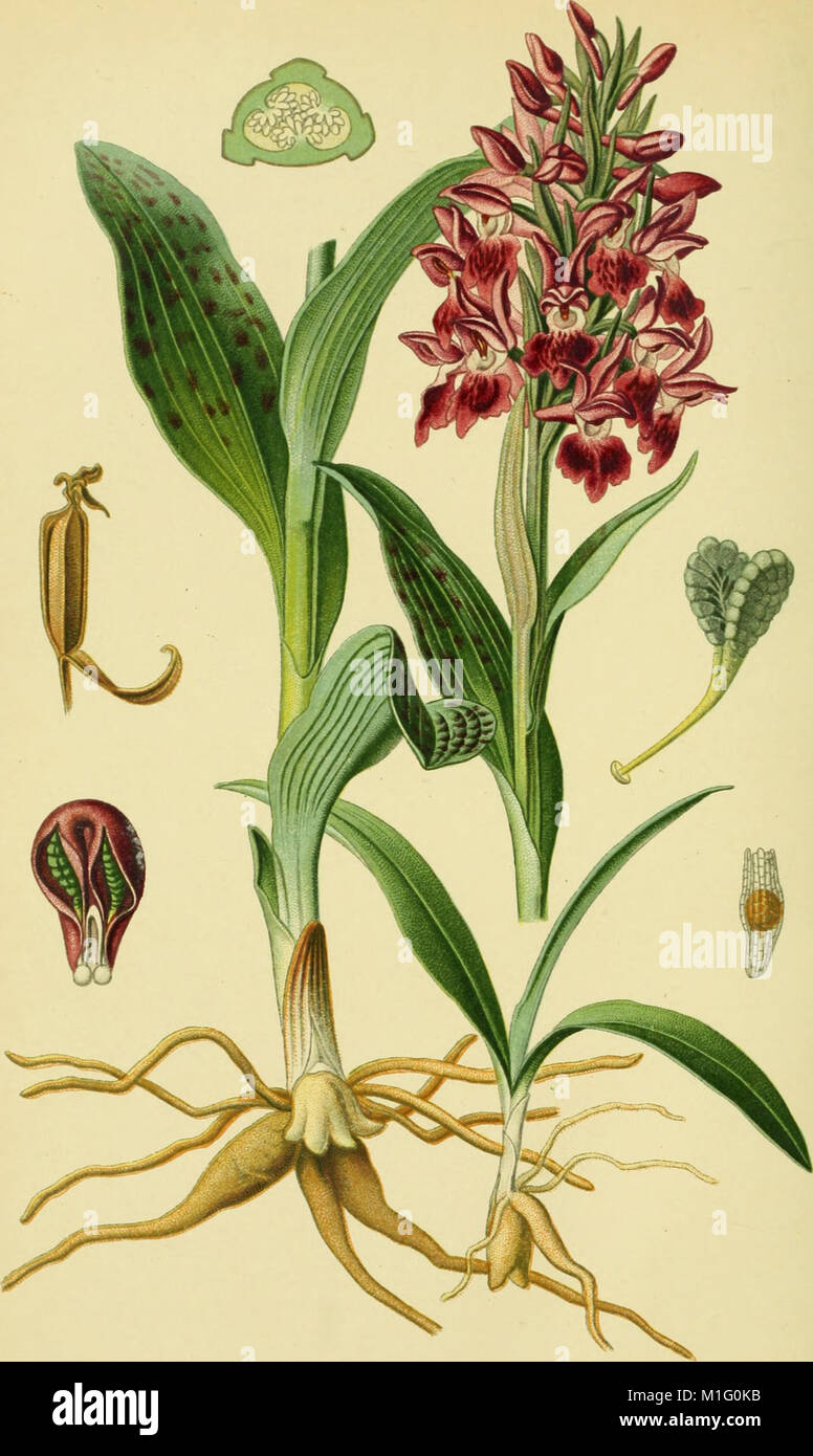 This 1904 work showcases illustrations of the basic forms of orchid ...