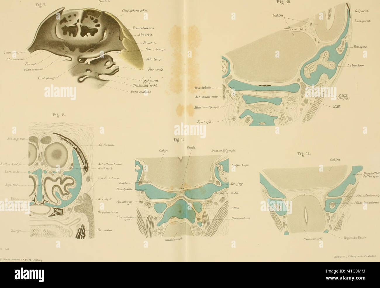 Human body parts collection hi-res stock photography and images - Alamy