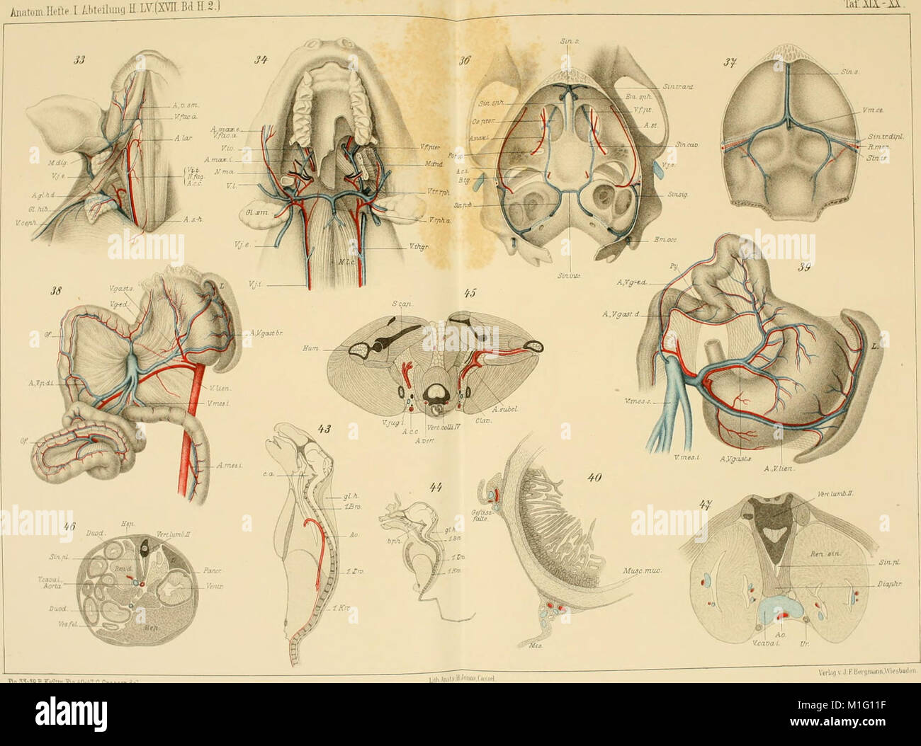 'Anatomische Hefte' (1901) is a scientific journal dedicated to ...