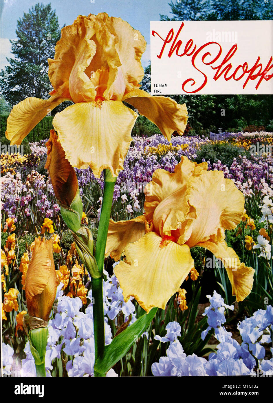 1969 Cooley's Gardens (1969) (16669799711 Stock Photo - Alamy