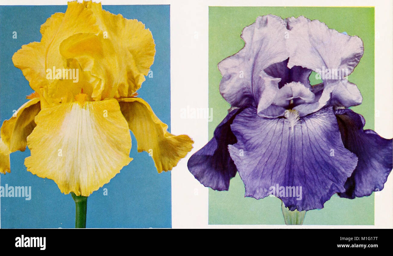 *1964 Cooleyâ€™s Gardens* (1964) is a catalog showcasing the varieties ...