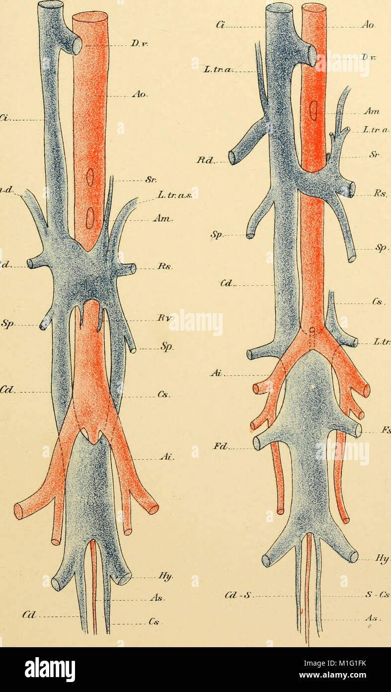 'Anatomische Hefte' (1898) is a scientific journal focused on human ...