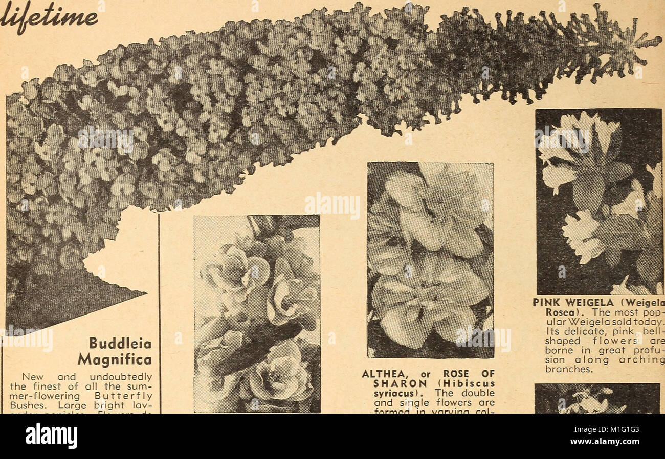 The 1938 Planters Guide provides practical advice for gardeners and ...