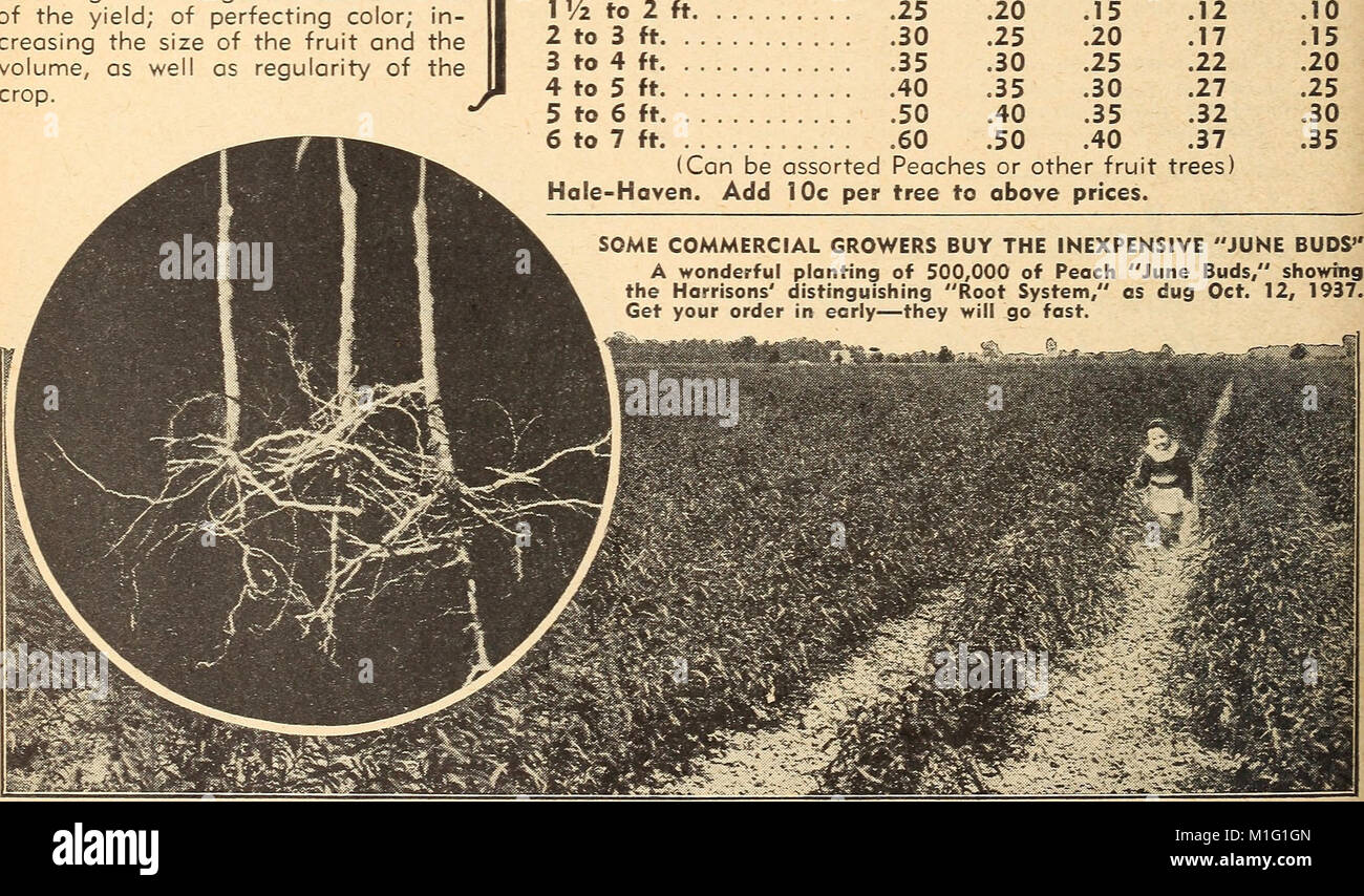 The 1938 Planters Guide offers essential information for those involved ...