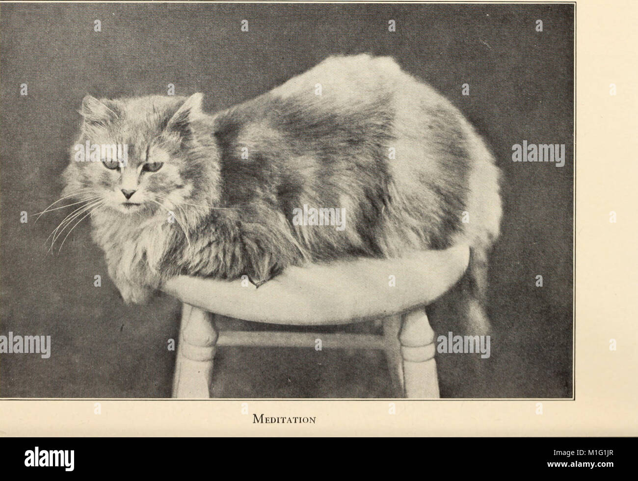'Alexander and Some Other Cats' (1929) is a humorous and whimsical ...