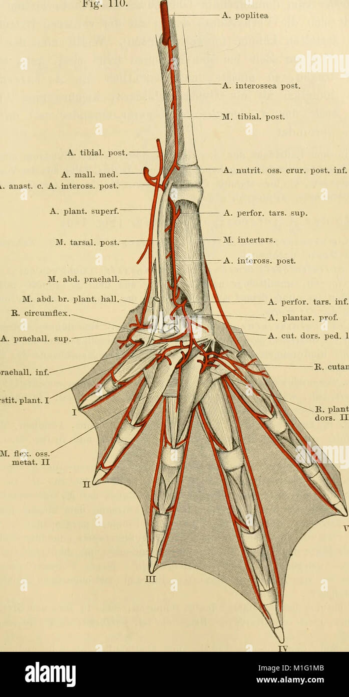 Internal anatomy of frog hi-res stock photography and images - Alamy