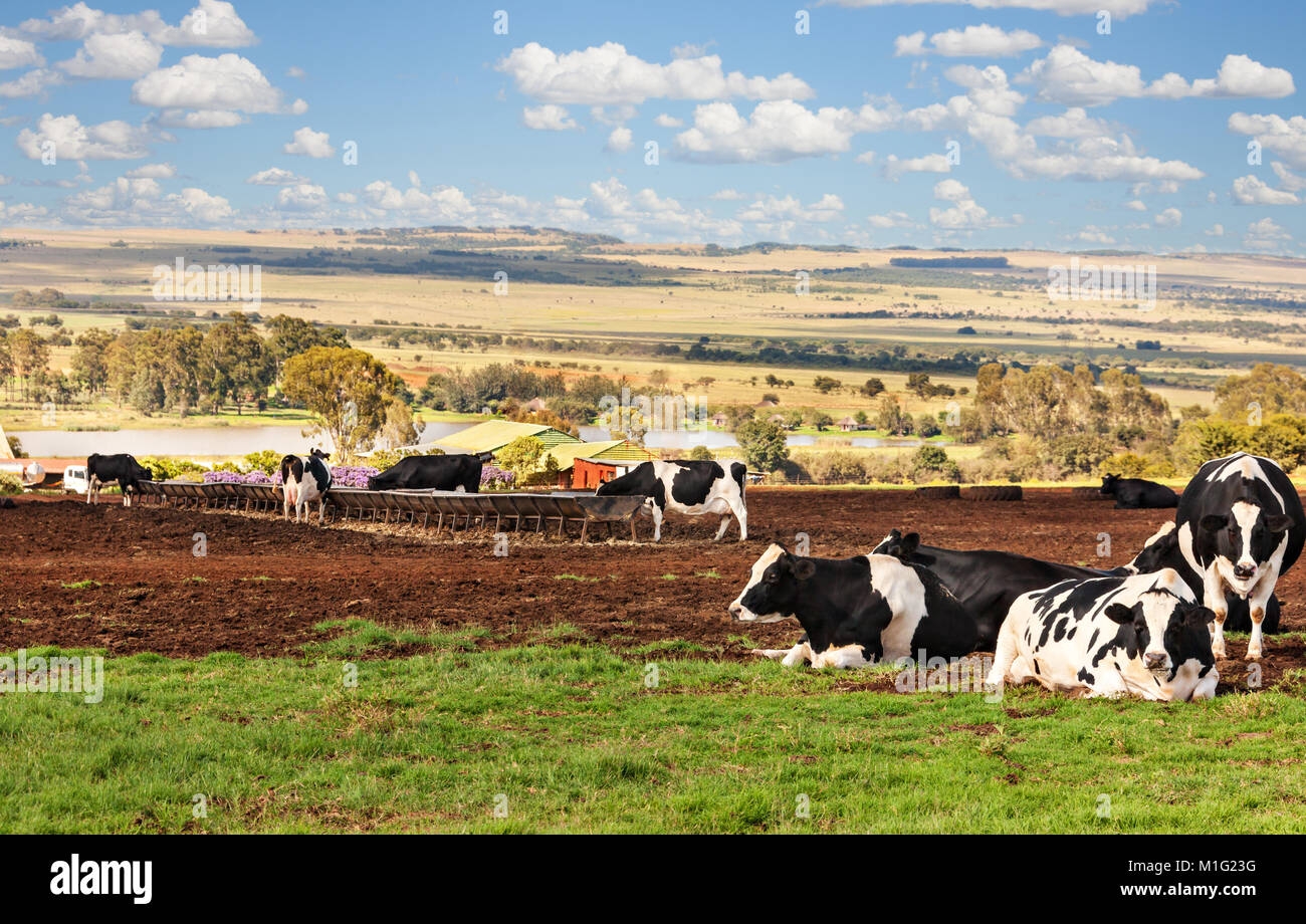 African farm, cattle, wide land, thatched roof building, farming series ...