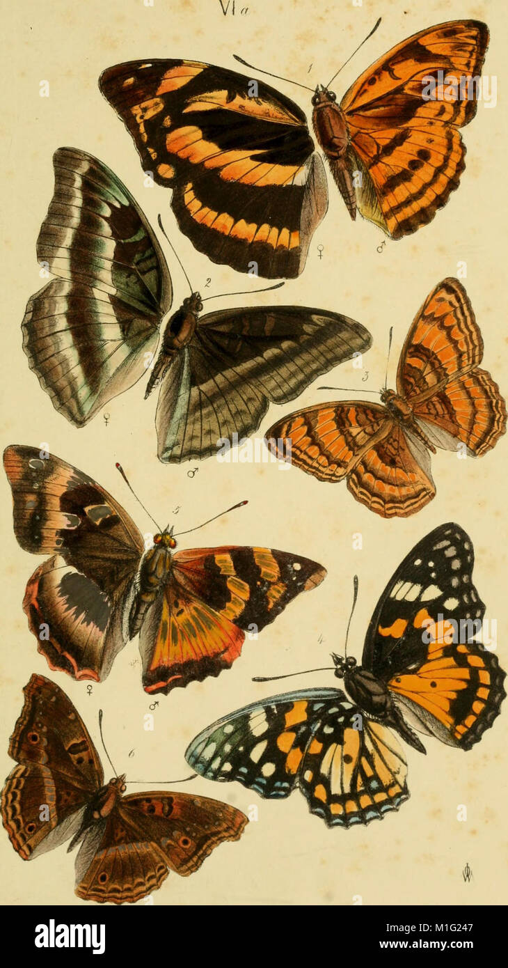 This 1857 catalogue lists the species of lepidopterous insects housed ...