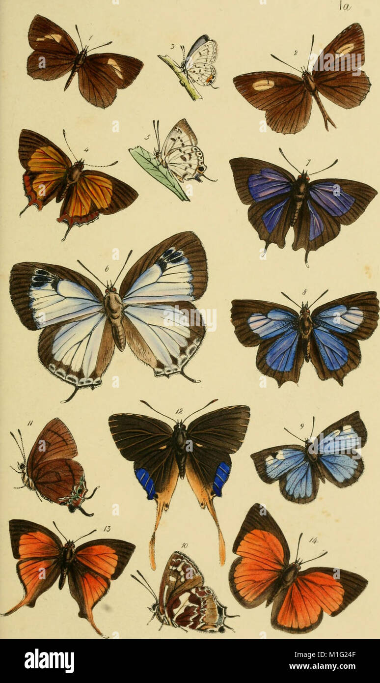 This 1857 catalog lists the lepidopterous insects in the collection of ...
