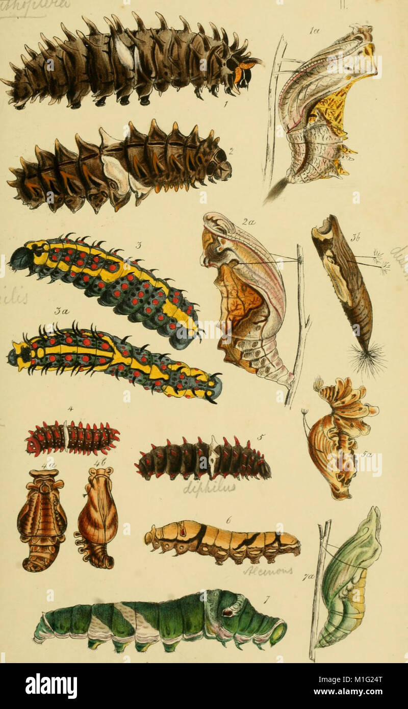 This 1857 catalogue provides a comprehensive list of lepidopterous ...