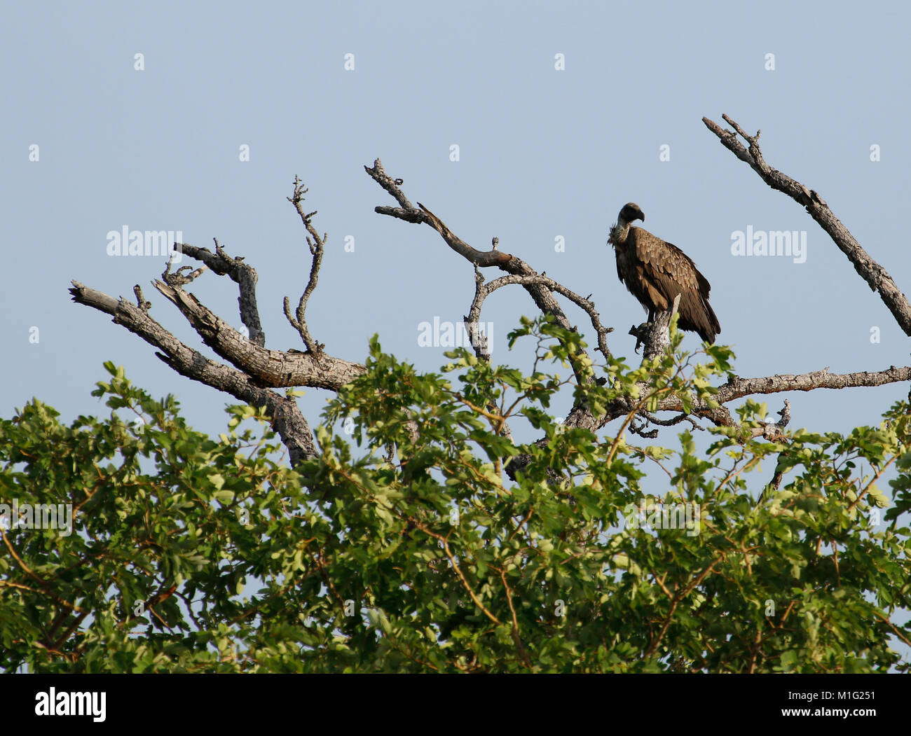 Vulture in a tree Stock Photo - Alamy