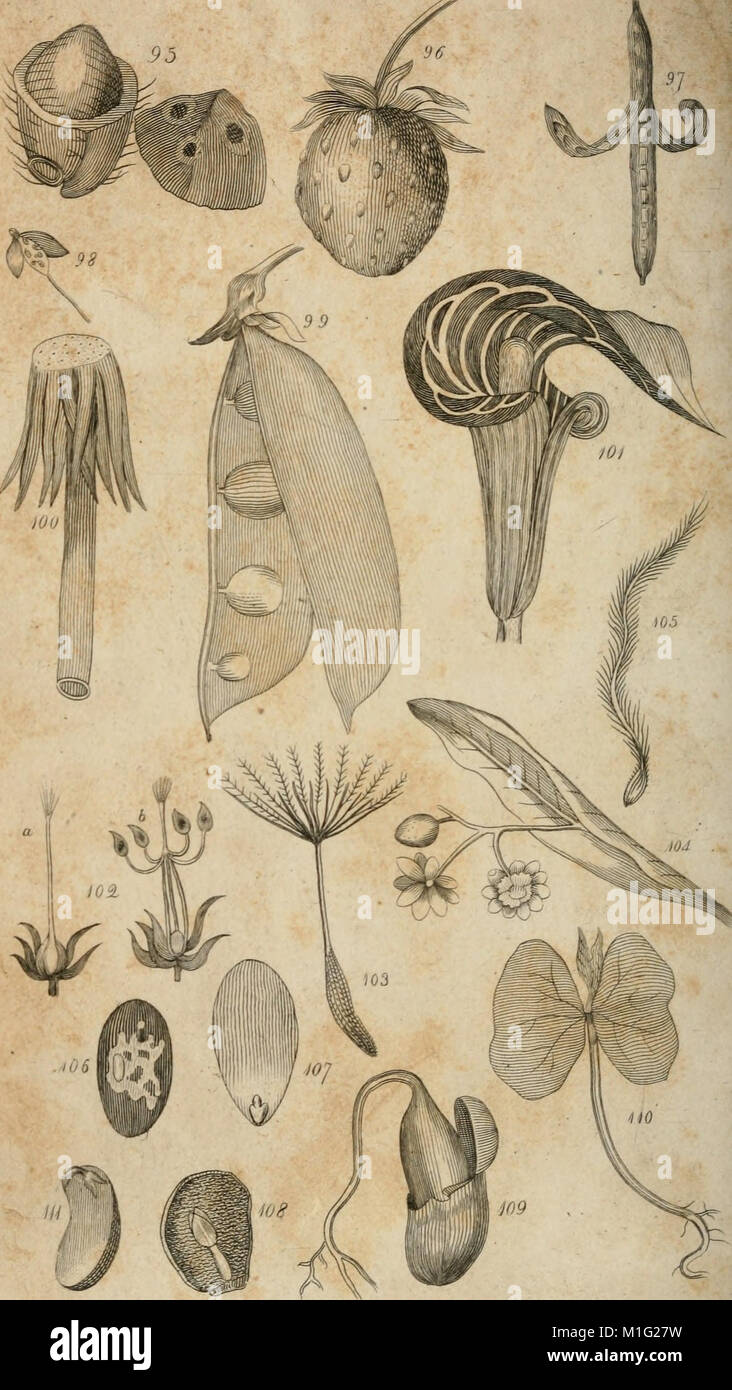 This 1820 compendium provides an extensive overview of botanical ...