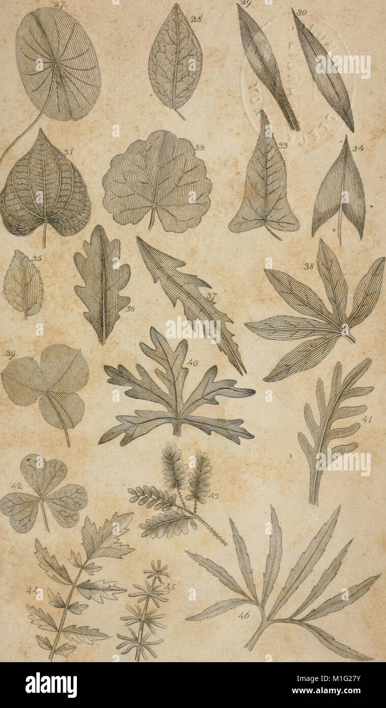 'A Compendium of Physiological and Systematic Botany' (1820) provides ...