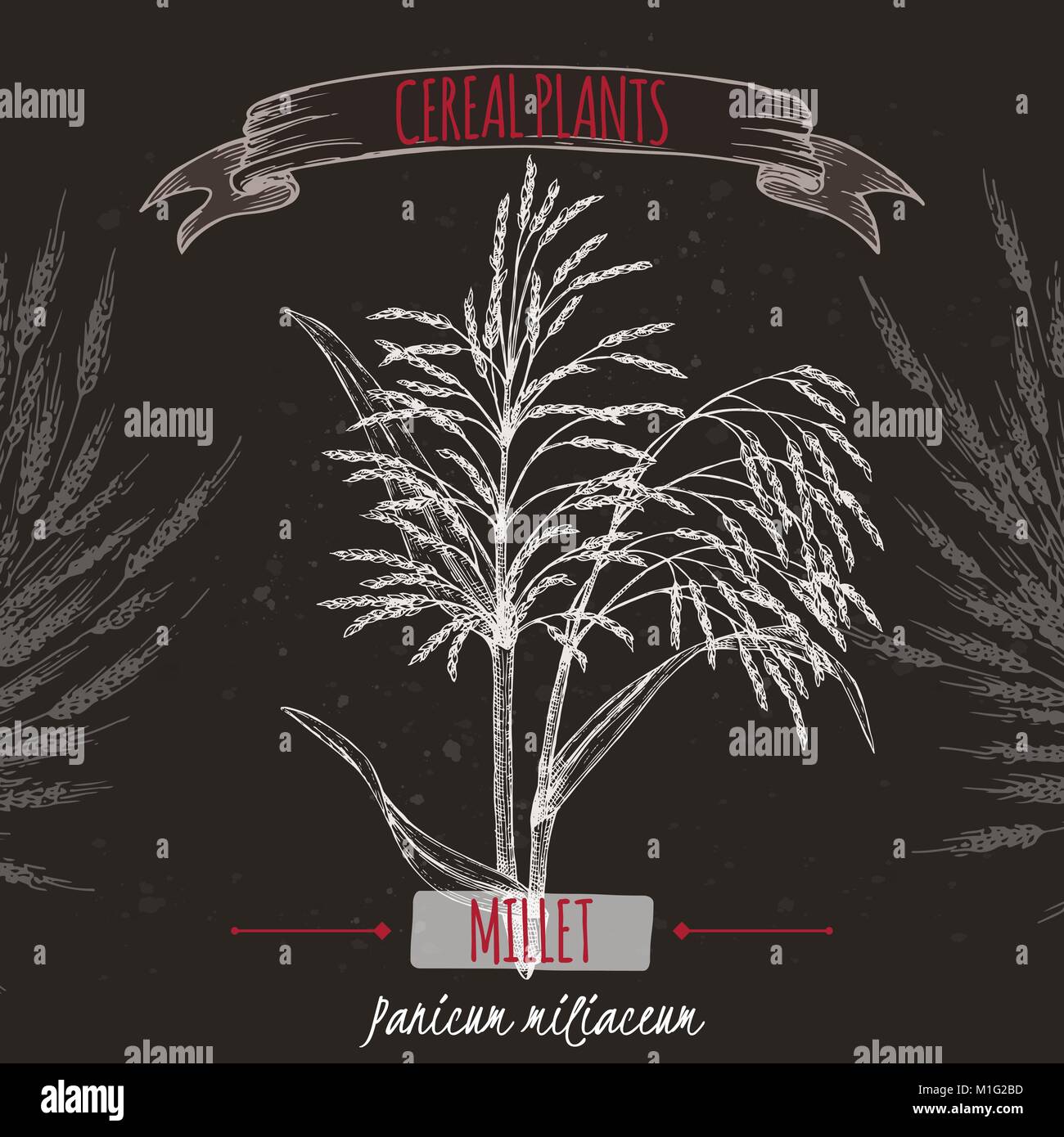 Proso millet aka Panicum miliaceum sketch on black. Cereal plants ...