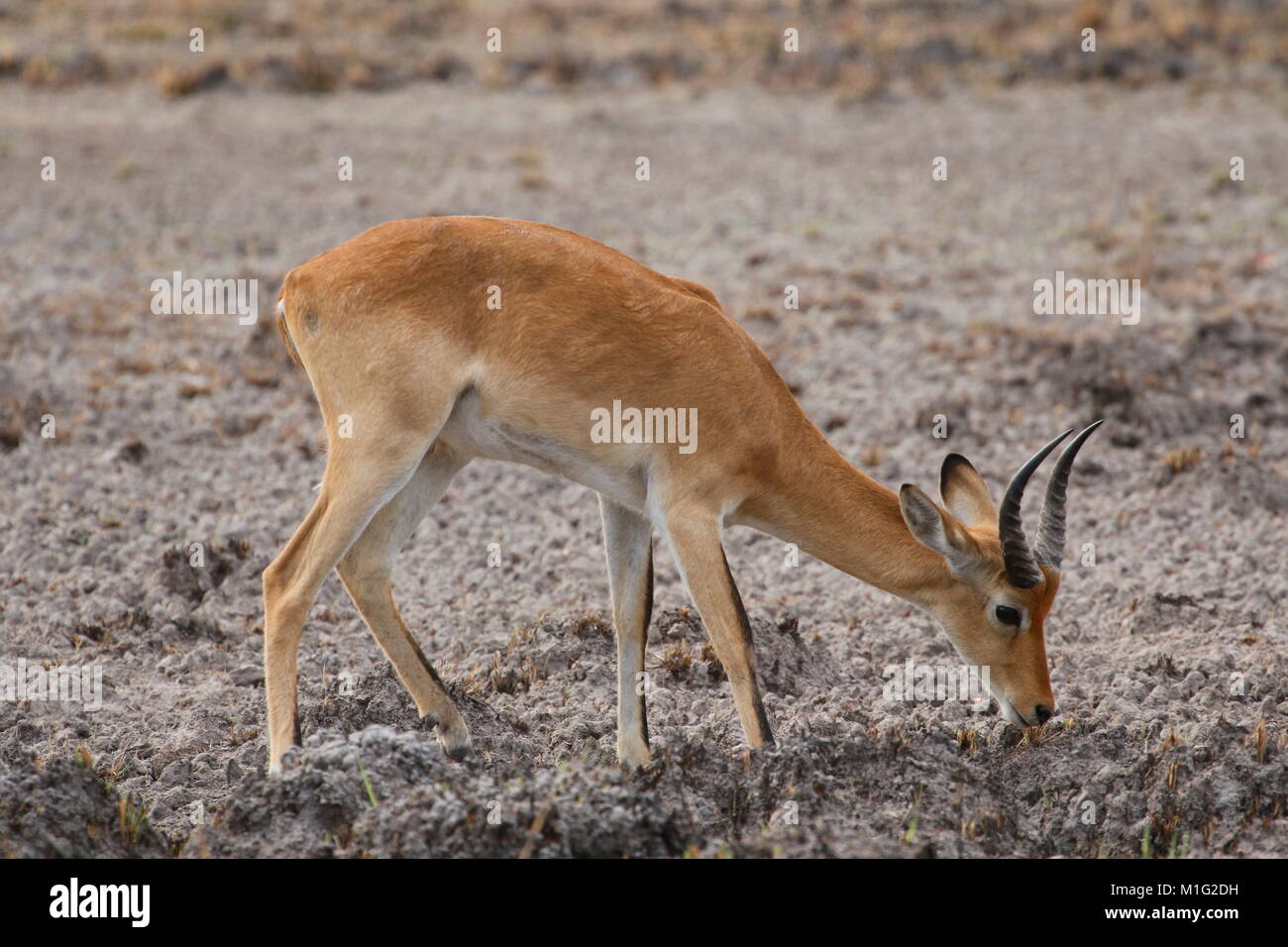 Close up of an Impala antelope Stock Photo - Alamy