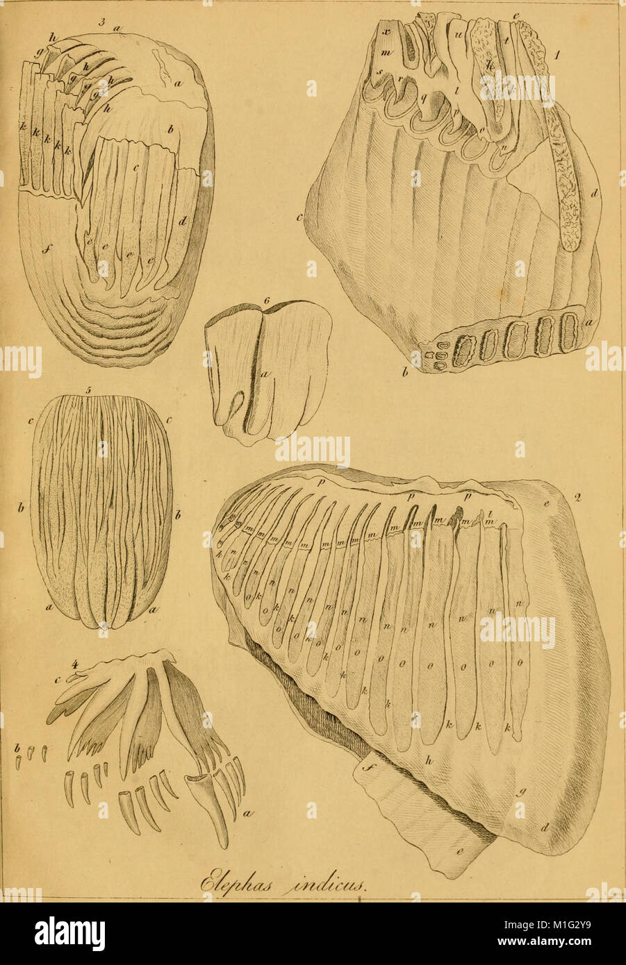 Anatomia Mammalium, published in 1845, is a detailed anatomical study ...