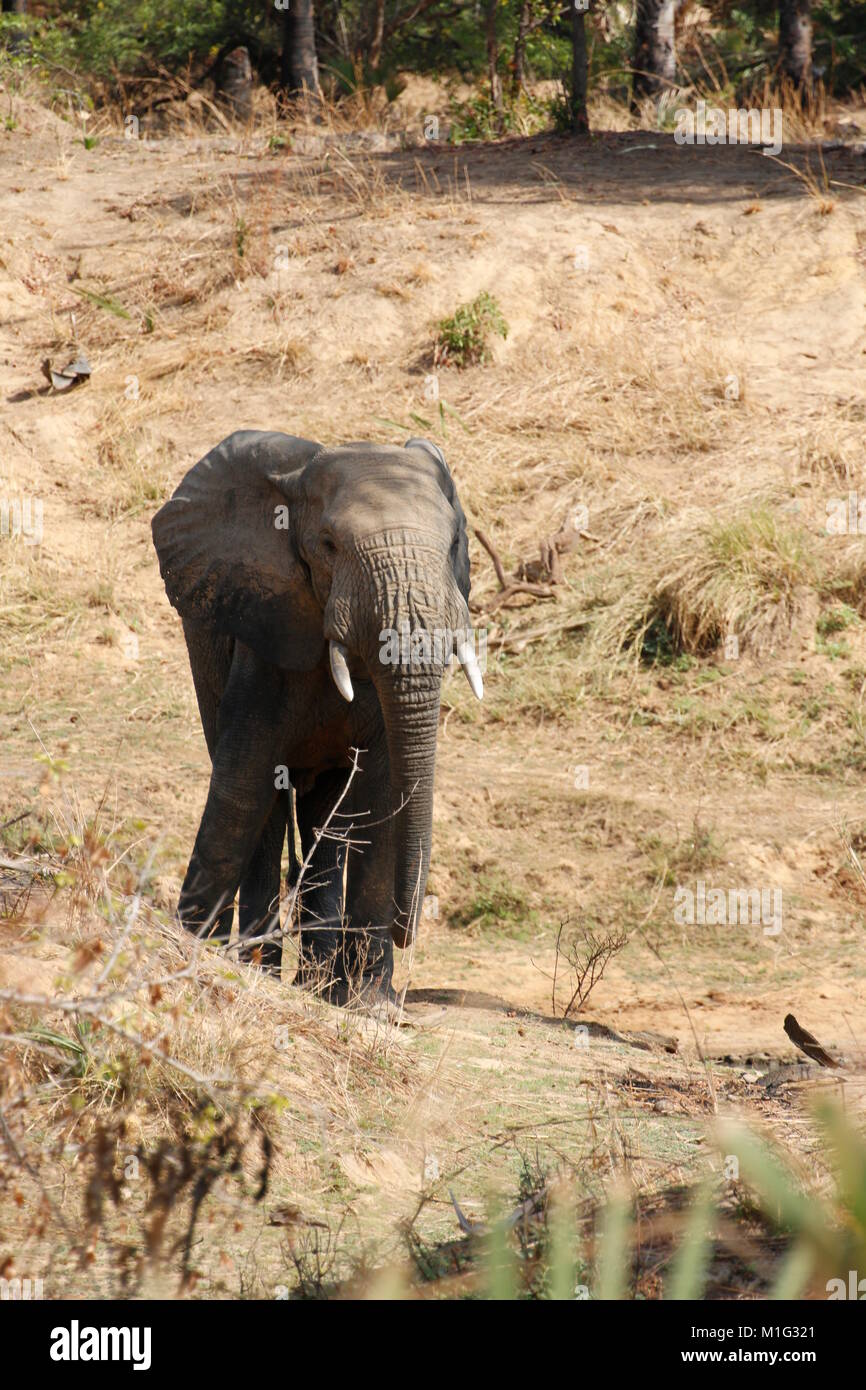 West African Elephant in National Park Stock Photo - Alamy