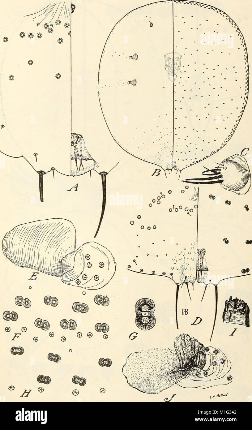 This 1941 study presents a comprehensive classification of the scale ...