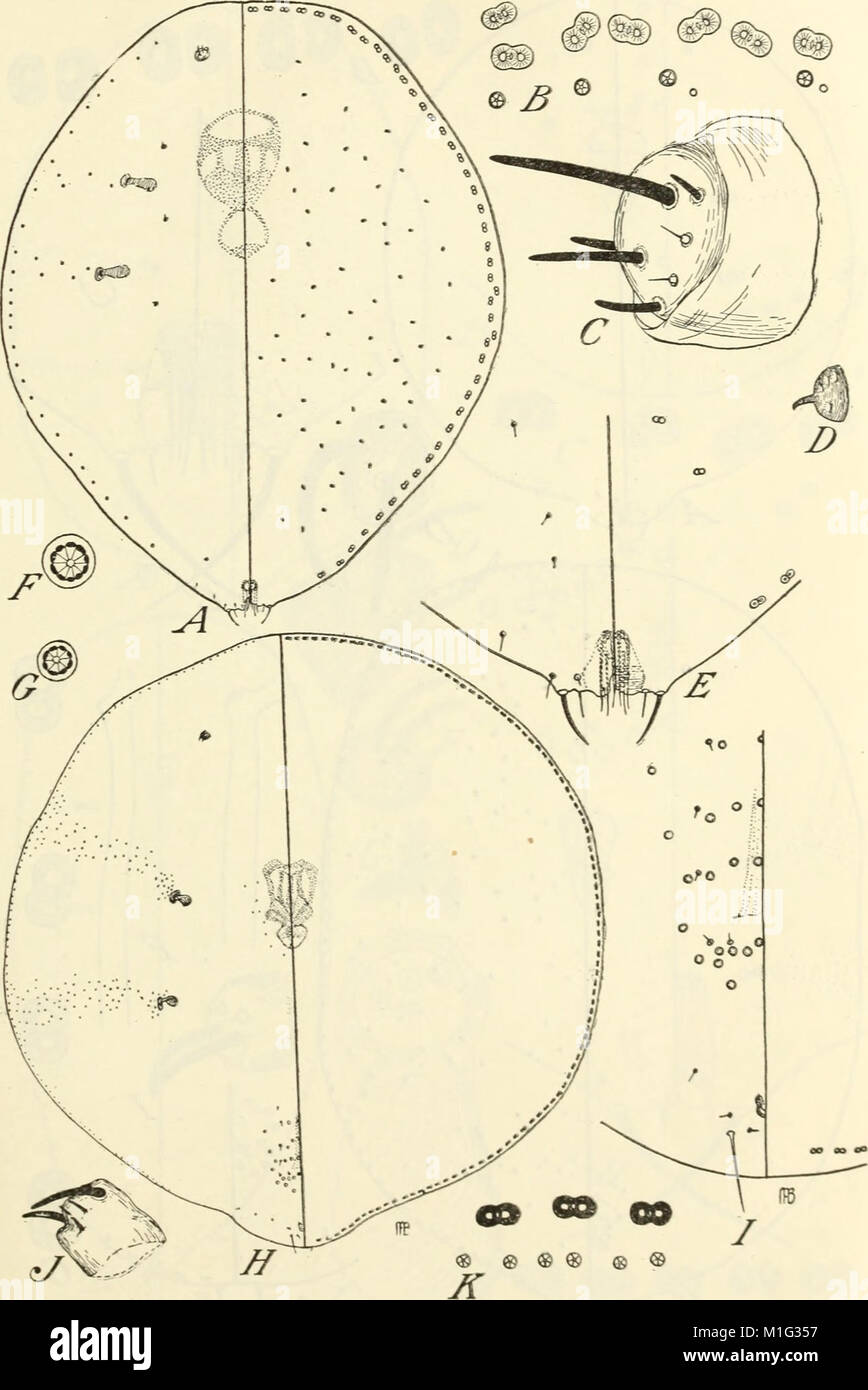 This 1941 paper provides a detailed classification of the scale insect ...