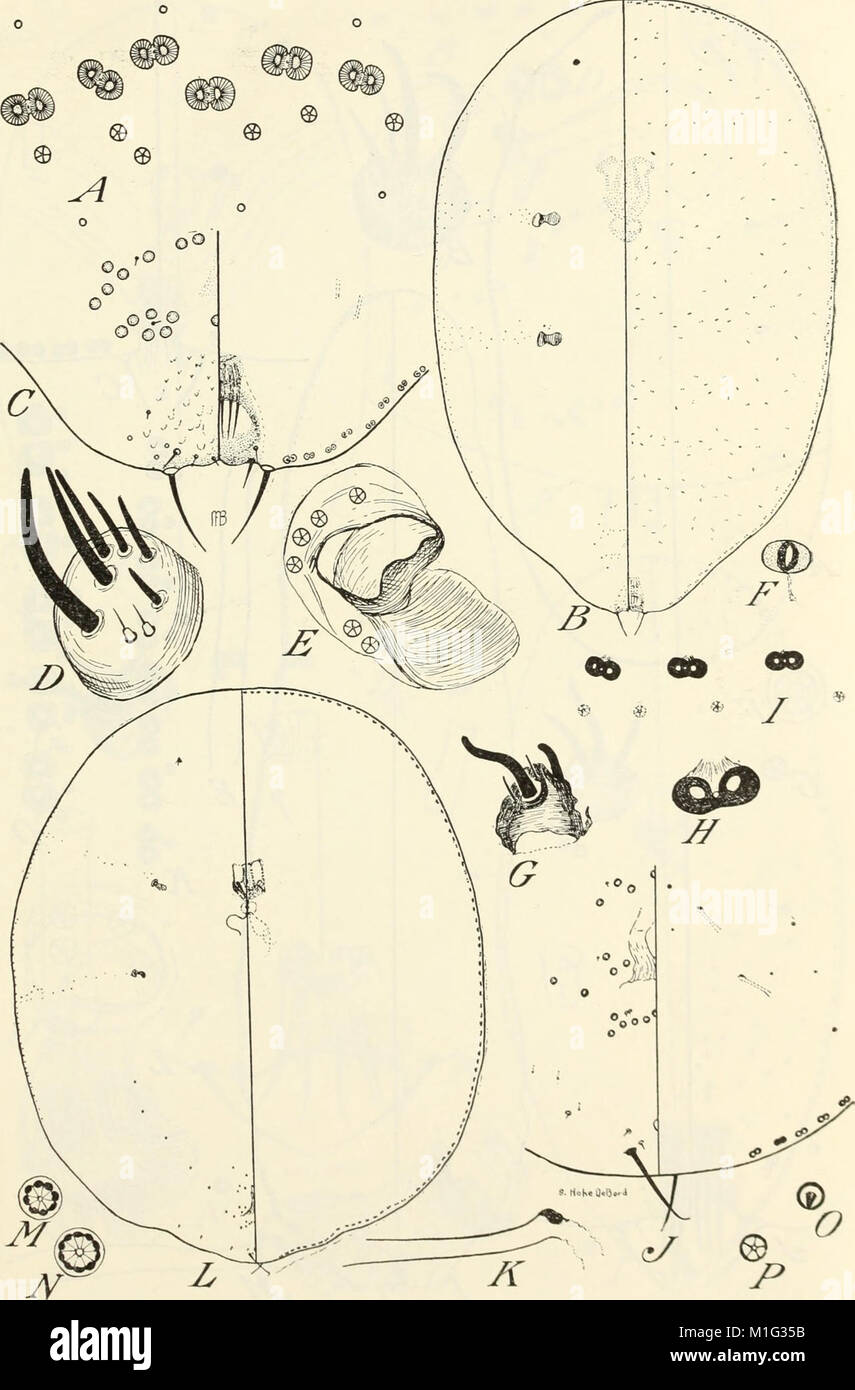 A classification of the scale insect genus Asterolecanium (1941 ...