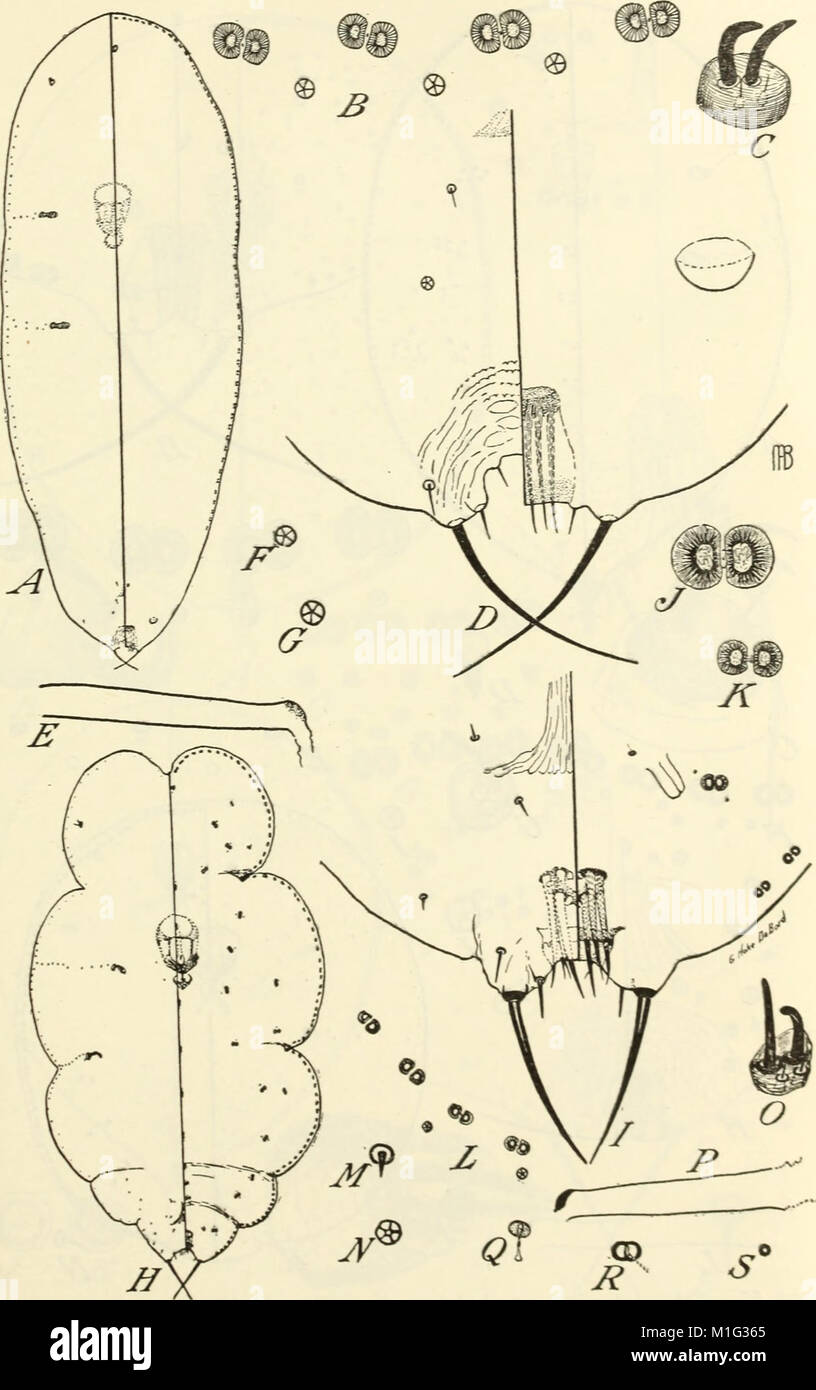 This 1941 work provides a detailed classification of the scale insect ...