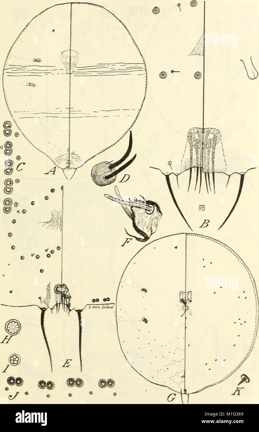 A 1941 study that provides a detailed classification of the ...