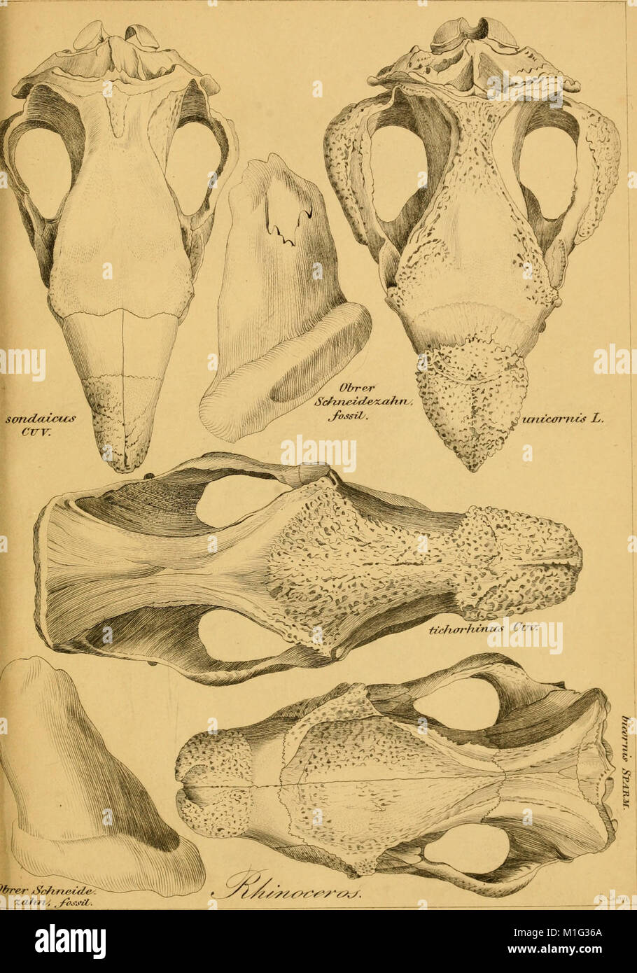 Anatomia Mammalium (1845) is a detailed study of the anatomy of mammals ...