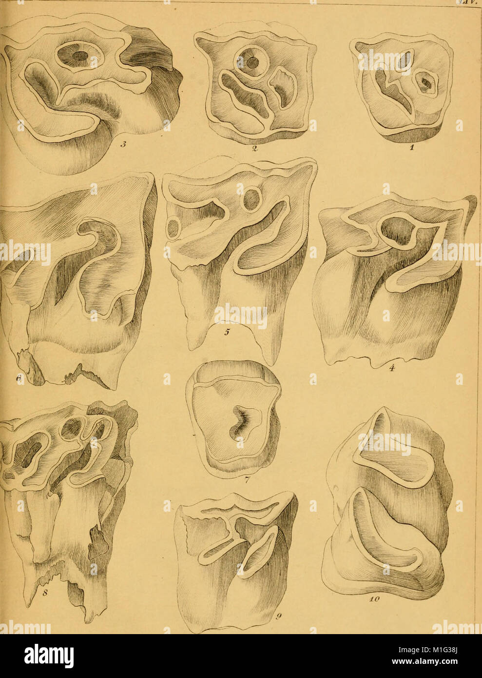Anatomia Mammalium (1845) is a comprehensive study of mammalian anatomy ...