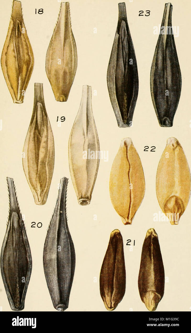 The 1921 work 'A Classification of the Cultivated Varieties of Barley ...
