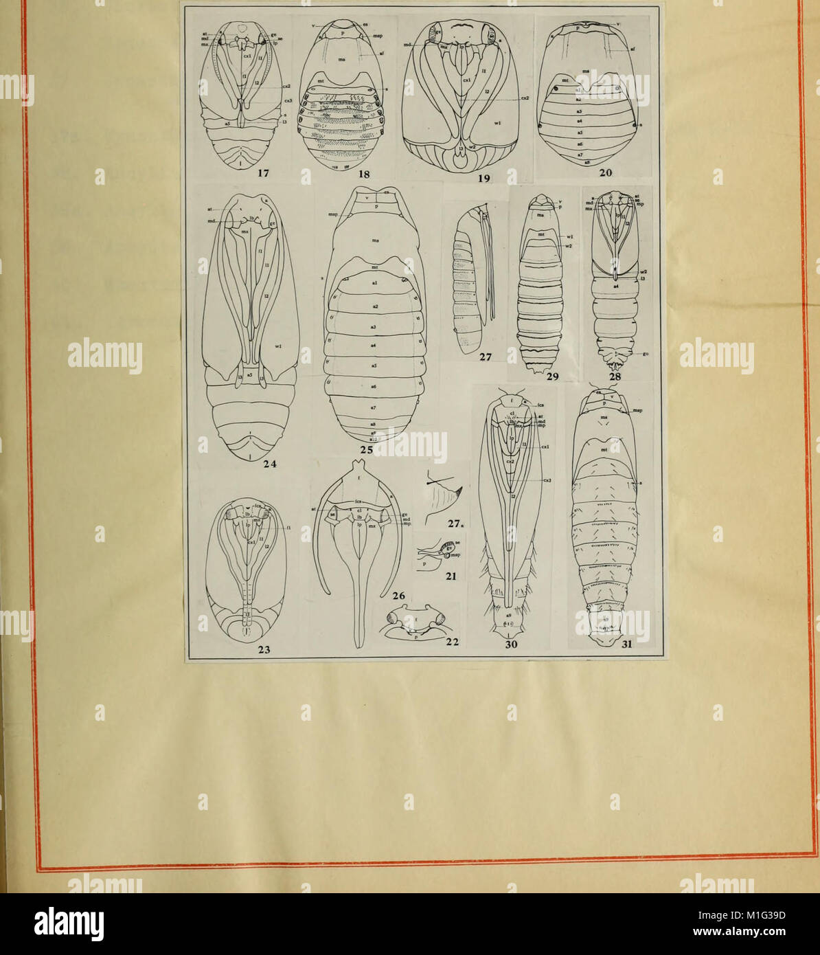 A classification of the Lepidoptera based on characters of the pupa ...