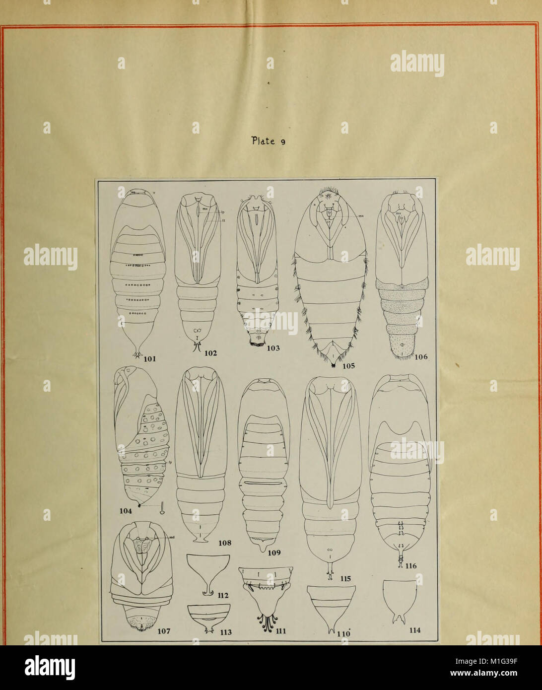 A classification of the Lepidoptera based on characters of the pupa ...