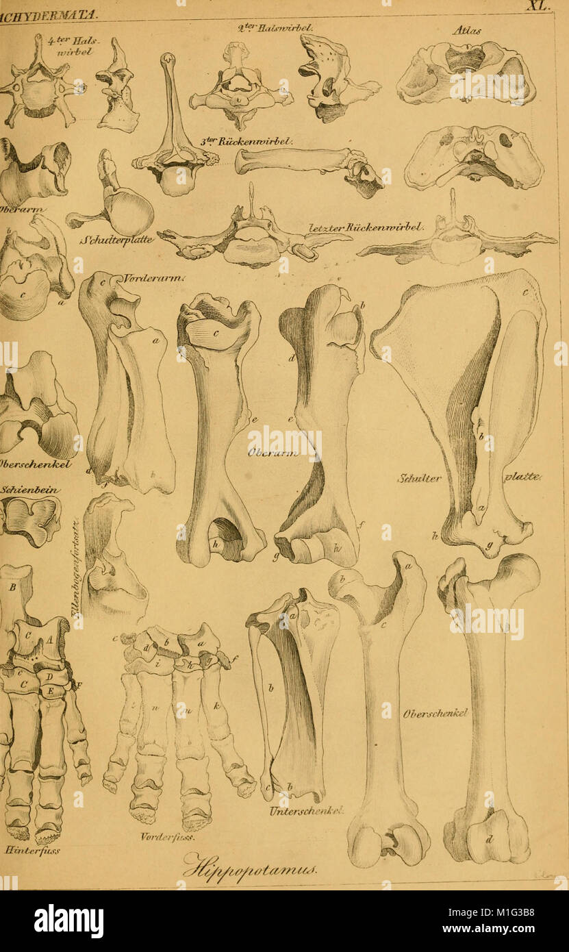 'Anatomia Mammalium' (1845) is a detailed anatomical study of mammals ...
