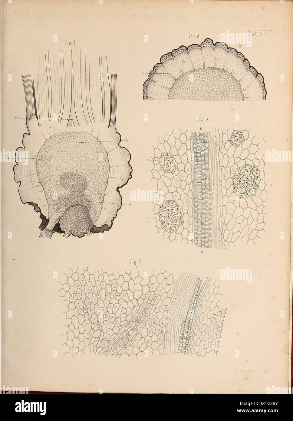 Work explores anatomy development hi-res stock photography and images ...