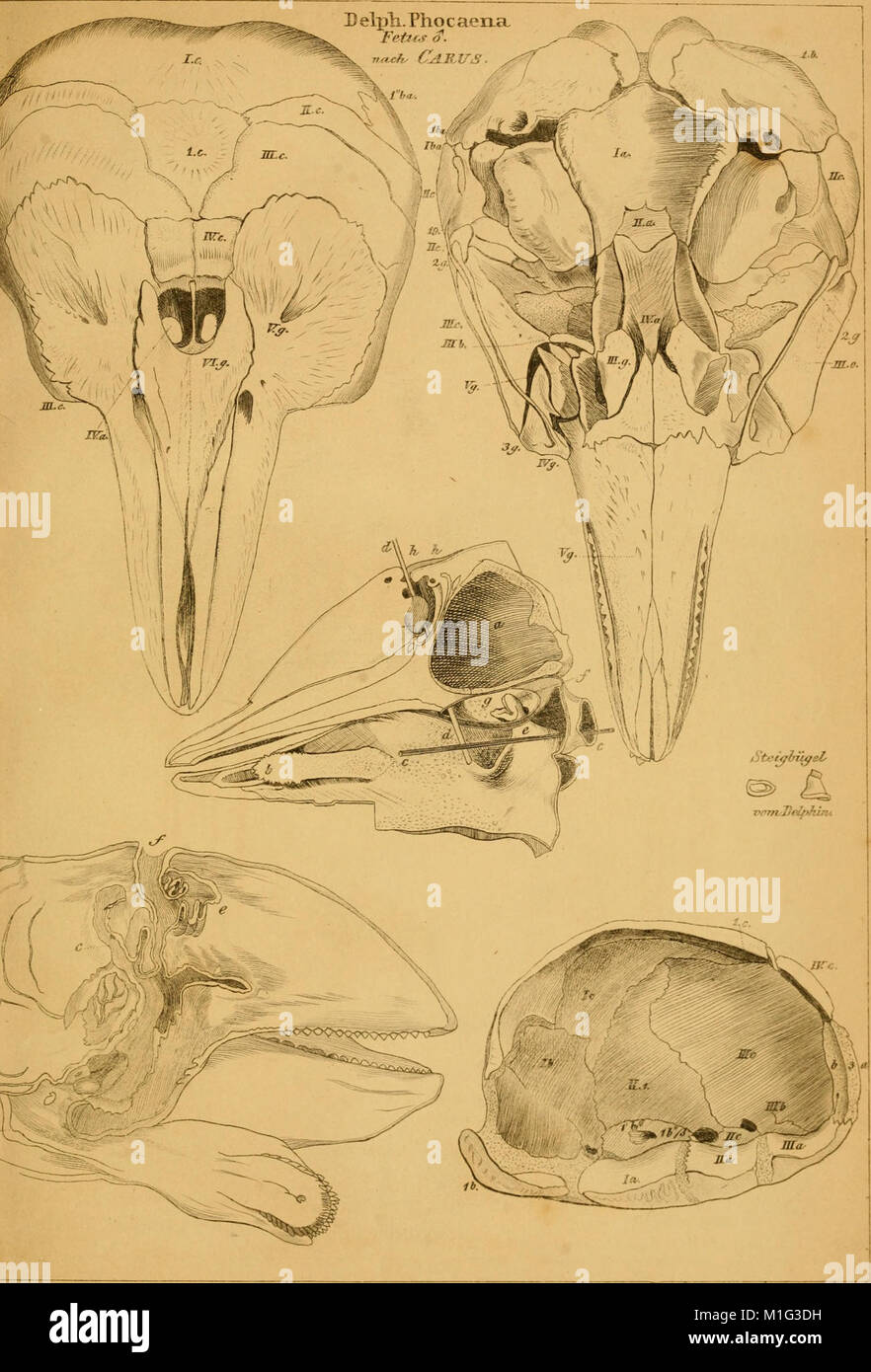 'Anatomia Mammalium' (1845) is a comprehensive study of mammalian ...