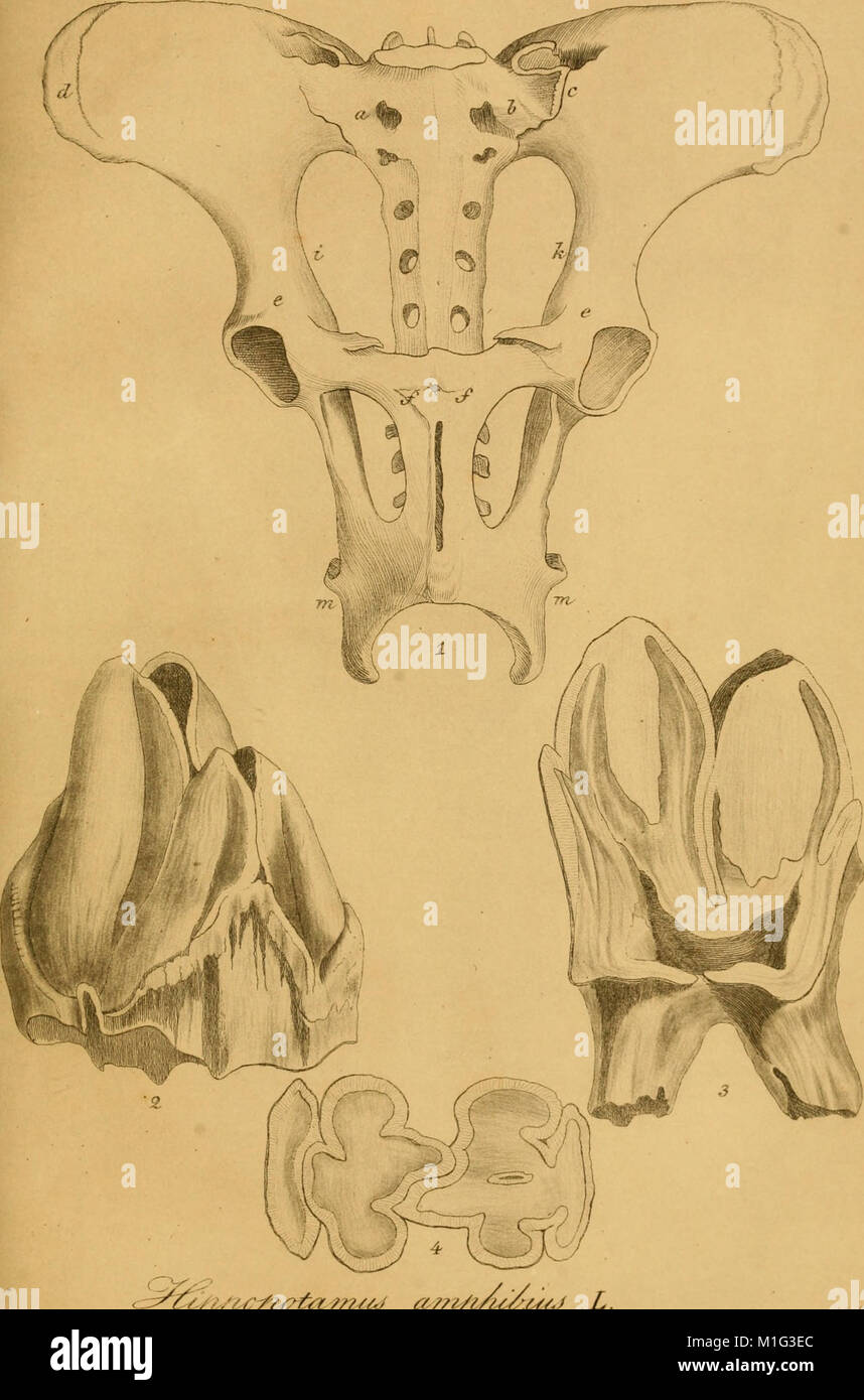 Anatomia mammalium (1845) (17547436754 Stock Photo - Alamy