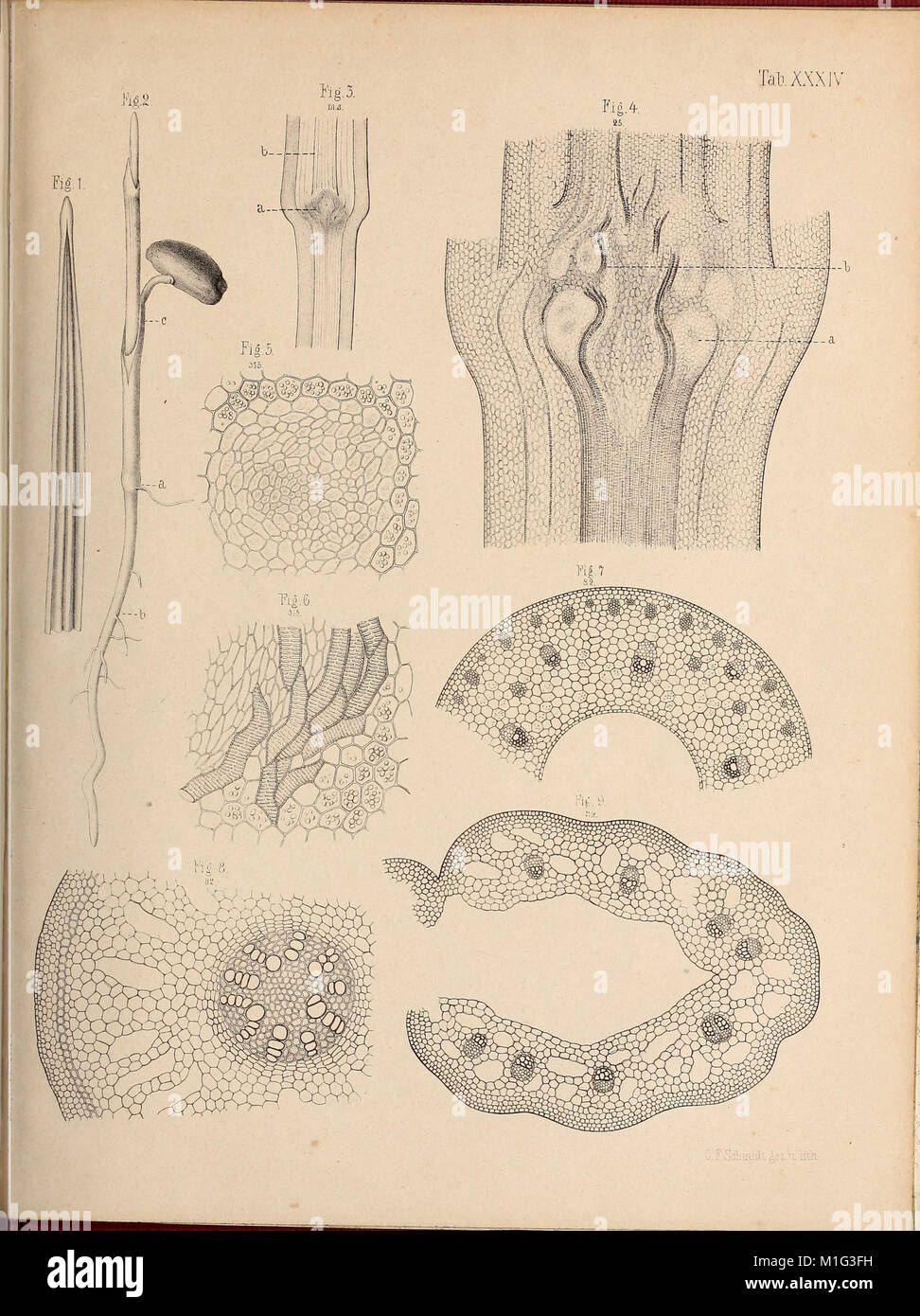 Anatomia Plantarum, published in 1843, is a botanical work illustrating ...