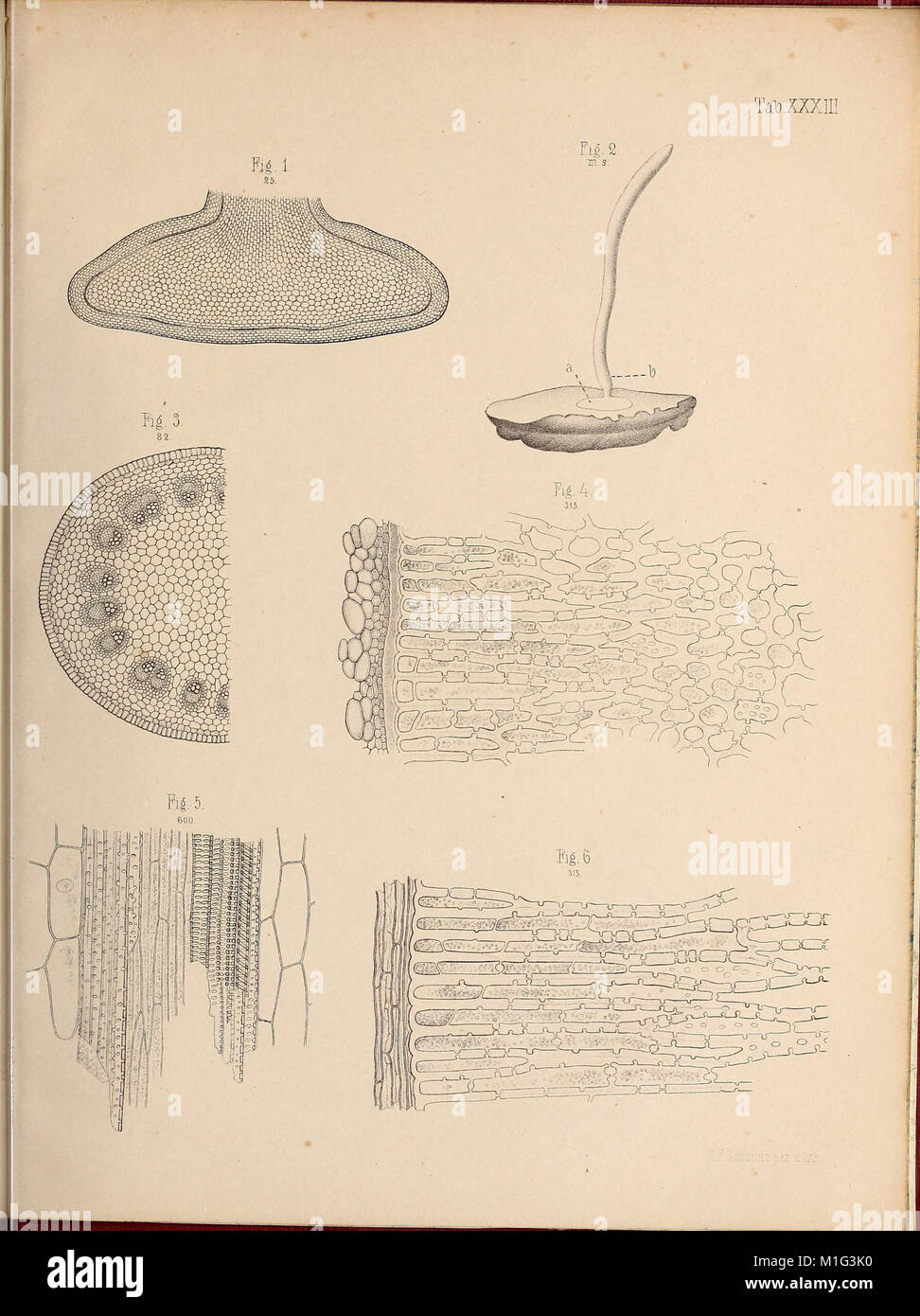 This 1843 work focuses on plant anatomy, featuring detailed ...