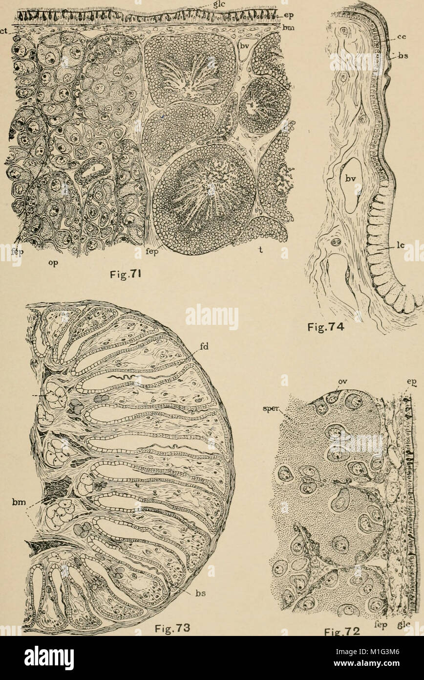 This 1892 work provides an in-depth study of the morphology of ...