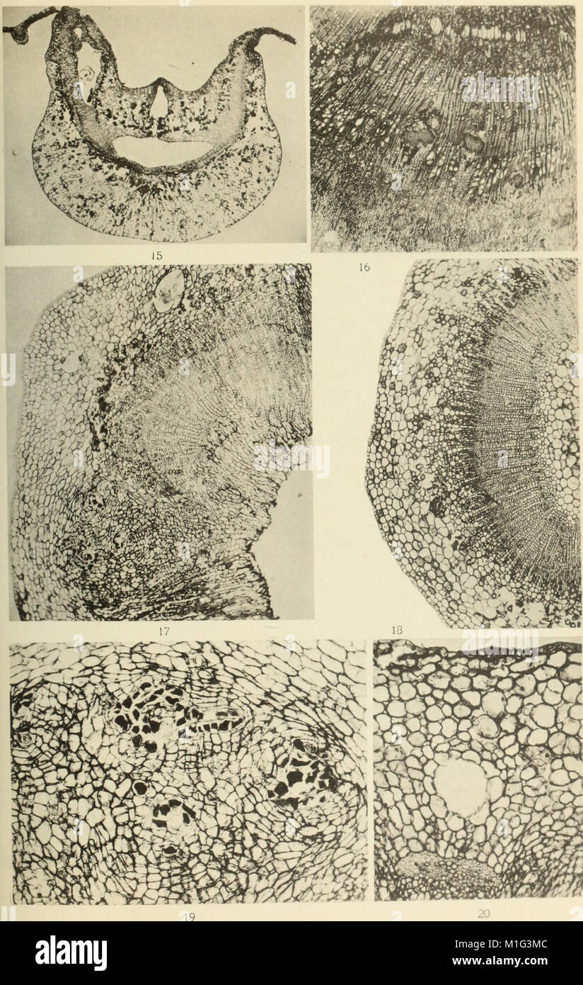 A contribution to the morphology and biology of insect galls (1912 ...
