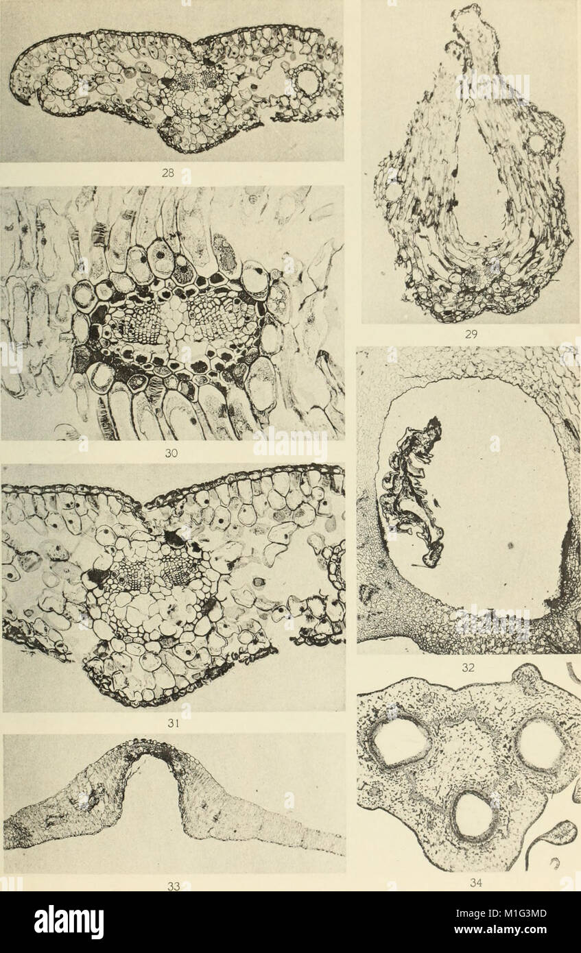 'A Contribution to the Morphology and Biology of Insect Galls' (1912 ...